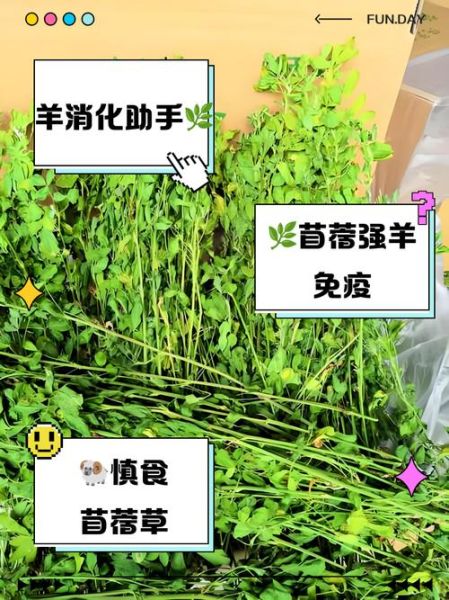 羊吃苜蓿草有什么好处_苜蓿草对羊的副作用-第1张图片-山城妙识