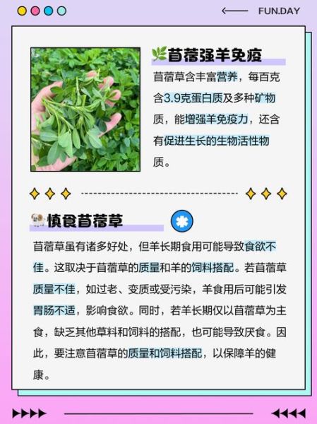 羊吃苜蓿草有什么好处_苜蓿草对羊的副作用-第2张图片-山城妙识
