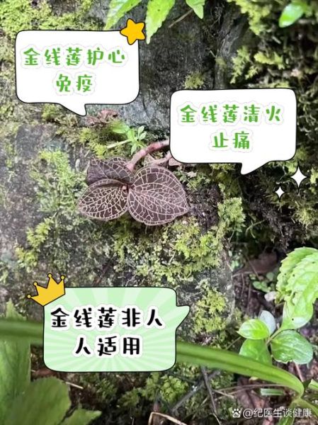 金线莲的功效与作用_金线莲多少钱一斤-第3张图片-山城妙识
