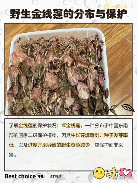 金线莲的功效与作用_金线莲多少钱一斤-第1张图片-山城妙识