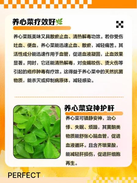 救心菜回收骗局_如何识别-第1张图片-山城妙识