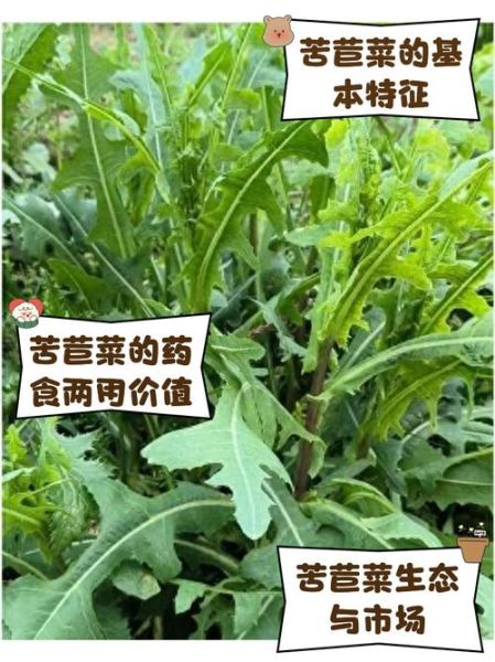 苦菊菜的功效与作用_苦菊菜图片长什么样-第1张图片-山城妙识