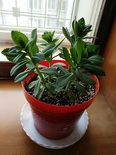 救心菜回收骗局_如何识别-第3张图片-山城妙识