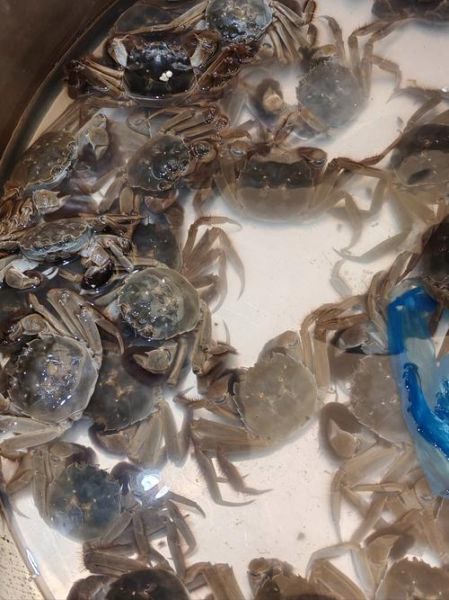 螃蟹放家里怎么养活_螃蟹能活几天-第2张图片-山城妙识