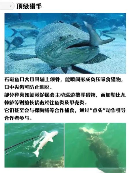 大石斑鱼图片_如何分辨真假-第1张图片-山城妙识 大石斑鱼图片_如何分辨真假-第1张图片-山城妙识