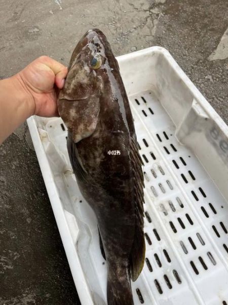 大石斑鱼图片_如何分辨真假-第3张图片-山城妙识 大石斑鱼图片_如何分辨真假-第3张图片-山城妙识