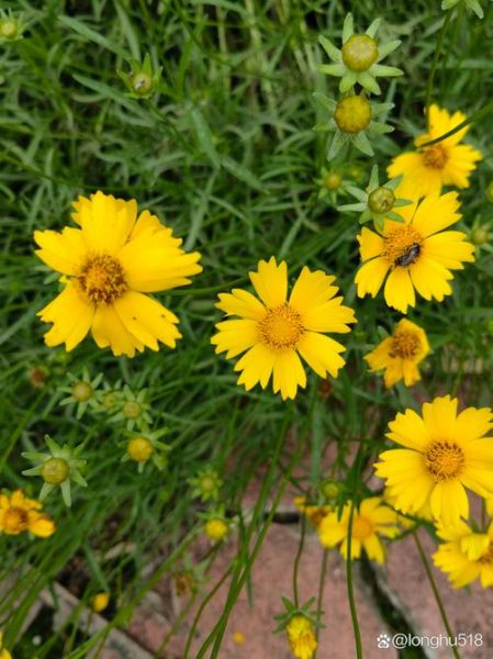 金鸡菊图片大全高清_金鸡菊和波斯菊的区别-第2张图片-山城妙识