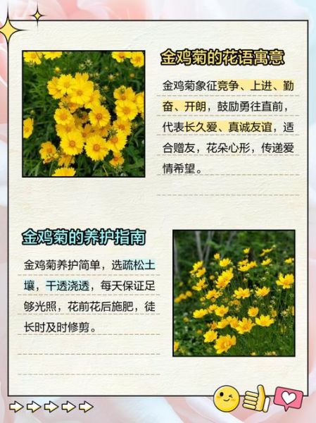 金鸡菊图片大全高清_金鸡菊和波斯菊的区别-第1张图片-山城妙识