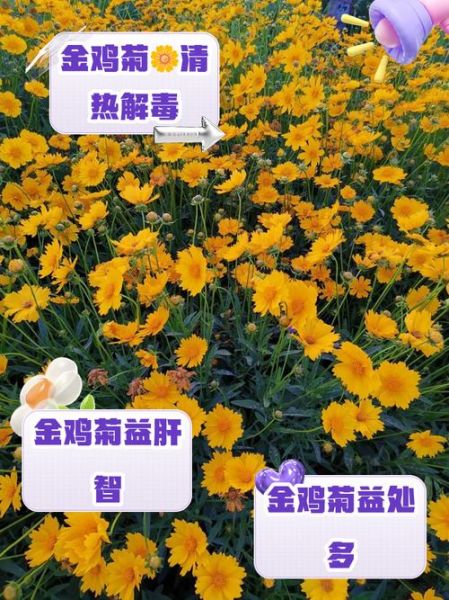金鸡菊图片大全高清_金鸡菊和波斯菊的区别-第3张图片-山城妙识