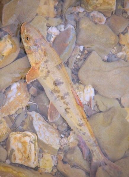 青海湖为什么只有湟鱼_湟鱼能在青海湖生存的原因-第1张图片-山城妙识