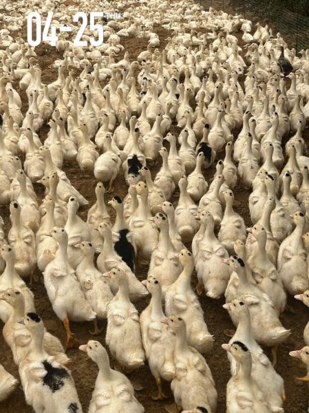 养鸭1000只利润和成本_养鸭1000只一年能赚多少钱-第1张图片-山城妙识 养鸭1000只利润和成本_养鸭1000只一年能赚多少钱-第1张图片-山城妙识