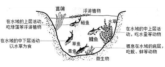 四大家鱼养殖技术_四大家鱼混养比例怎么配-第1张图片-山城妙识