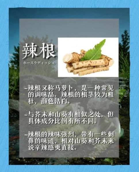 山葵根怎么吃_山葵根和芥末的区别-第3张图片-山城妙识