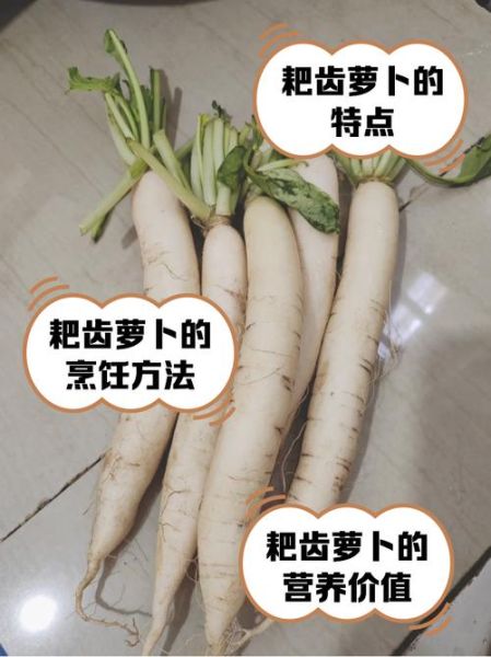 萝卜的结构名称图解_萝卜各个部位叫什么-第3张图片-山城妙识