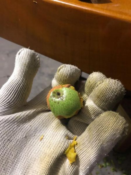 鲜核桃皮怎么快速去掉_鲜核桃去皮最简单的方法-第3张图片-山城妙识 鲜核桃皮怎么快速去掉_鲜核桃去皮最简单的方法-第3张图片-山城妙识