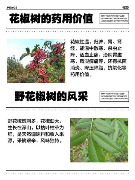 花椒树怎么种植_花椒树几年结果-第2张图片-山城妙识