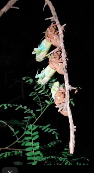 蝉蜕变过程_蝉为什么要蜕皮-第1张图片-山城妙识