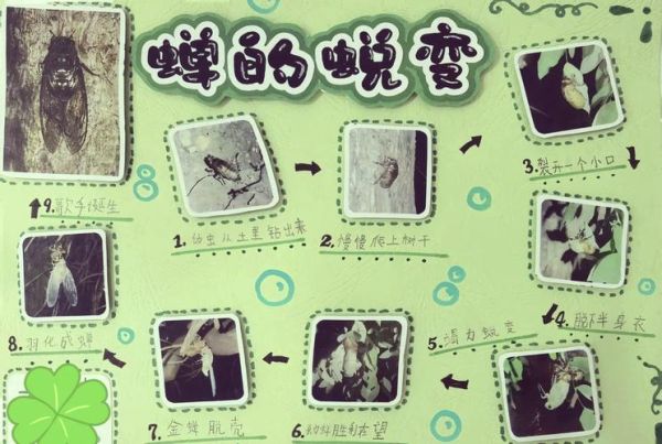 蝉蜕变过程_蝉为什么要蜕皮-第3张图片-山城妙识