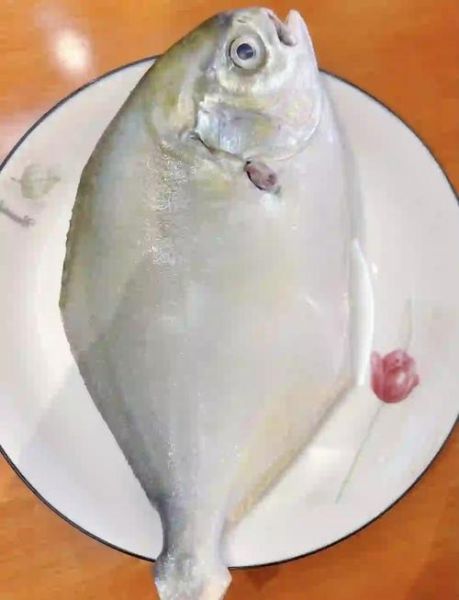 鲳鱼怎么处理_鲳鱼怎么清洗-第1张图片-山城妙识