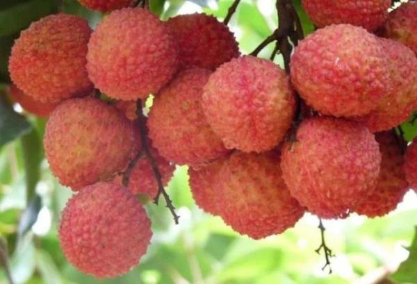 荔枝的拼音怎么拼_荔枝的拼音声调怎么读-第2张图片-山城妙识