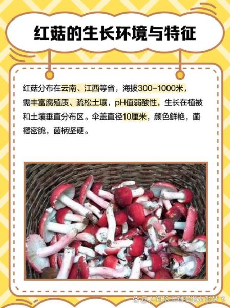 野生红菇多少钱一斤_野生红菇真假怎么辨别-第3张图片-山城妙识