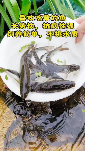 淡水银鳕鱼图片大全_淡水银鳕鱼怎么养-第1张图片-山城妙识