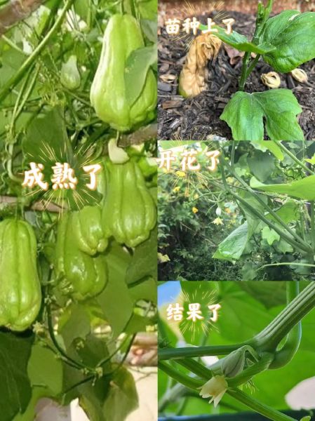 佛手瓜苗龙须菜图片_如何区分两者-第1张图片-山城妙识