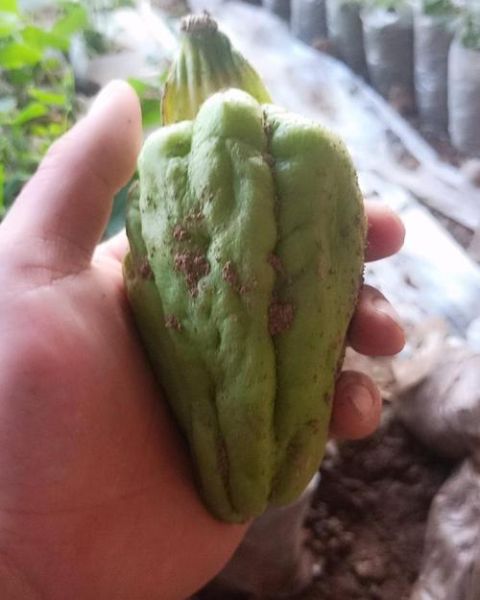 佛手瓜苗龙须菜图片_如何区分两者-第3张图片-山城妙识