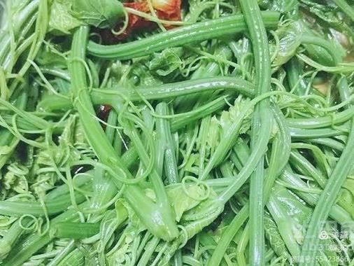 佛手瓜苗龙须菜图片_如何区分两者-第2张图片-山城妙识