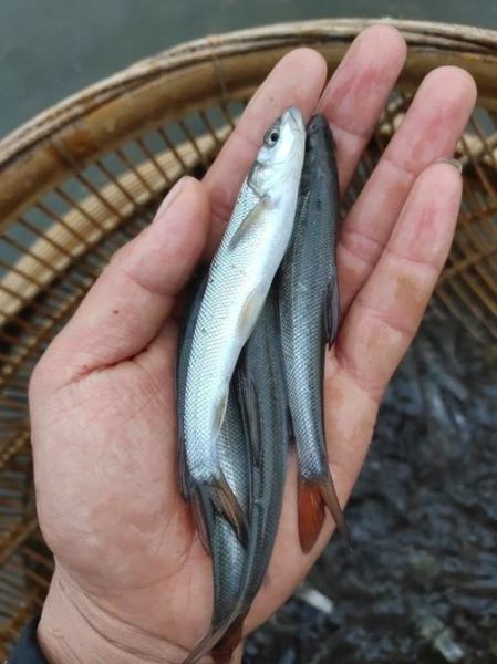 淡水银鳕鱼图片大全_淡水银鳕鱼怎么养-第2张图片-山城妙识
