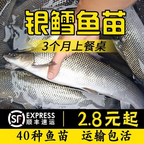淡水银鳕鱼图片大全_淡水银鳕鱼怎么养-第3张图片-山城妙识