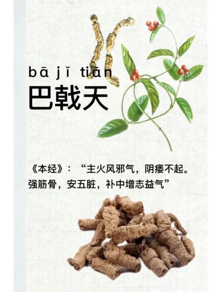 巴戟天的功效与作用_巴戟天主治哪些疾病-第3张图片-山城妙识