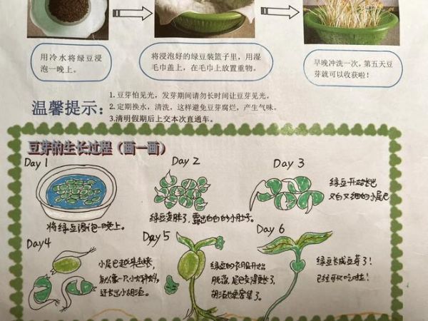 绿豆芽观察日记七天怎么写_绿豆芽七天变化记录表-第1张图片-山城妙识