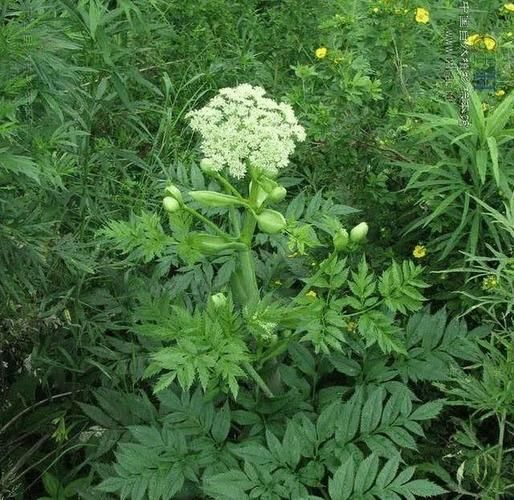 当归长什么样_当归植株图片怎么辨认-第2张图片-山城妙识