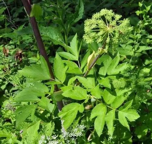 当归长什么样_当归植株图片怎么辨认-第1张图片-山城妙识