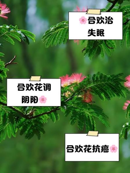 合欢花茶的功效与作用_合欢花茶能长期喝吗-第1张图片-山城妙识