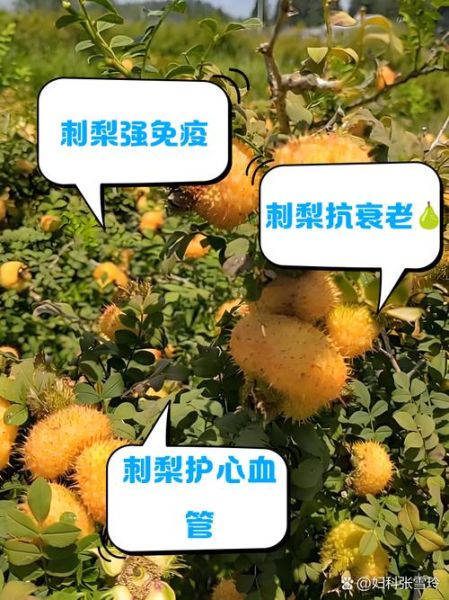 刺梨果图片_刺梨果功效与作用-第1张图片-山城妙识