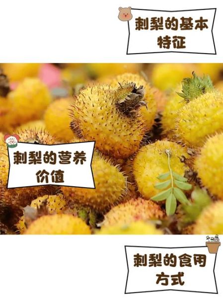 刺梨果图片_刺梨果功效与作用-第3张图片-山城妙识