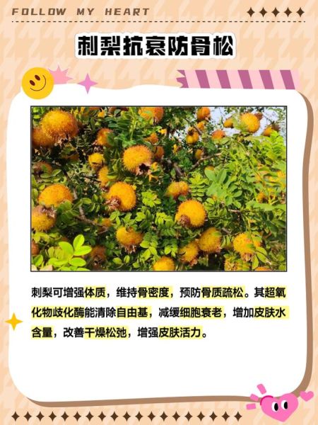 刺梨果图片_刺梨果功效与作用-第2张图片-山城妙识