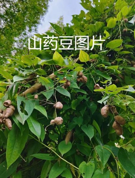 山药豆长在土里还是长在枝上_山药豆生长部位-第1张图片-山城妙识