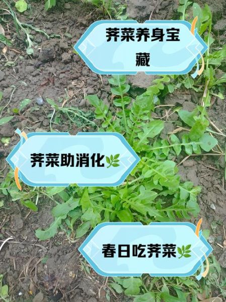 吃荠菜有什么好处和坏处_荠菜吃多了会怎样-第2张图片-山城妙识