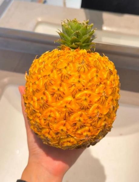 金边菠萝的功效与作用_金边菠萝怎么吃最好-第1张图片-山城妙识