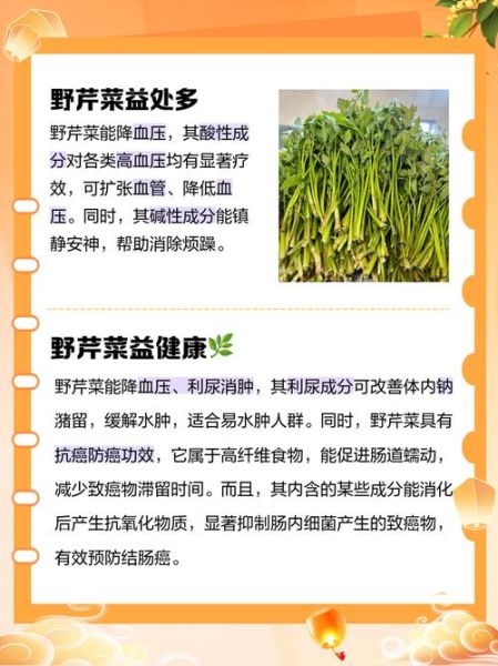 野芹菜的功效与作用_野芹菜怎么吃最好-第1张图片-山城妙识