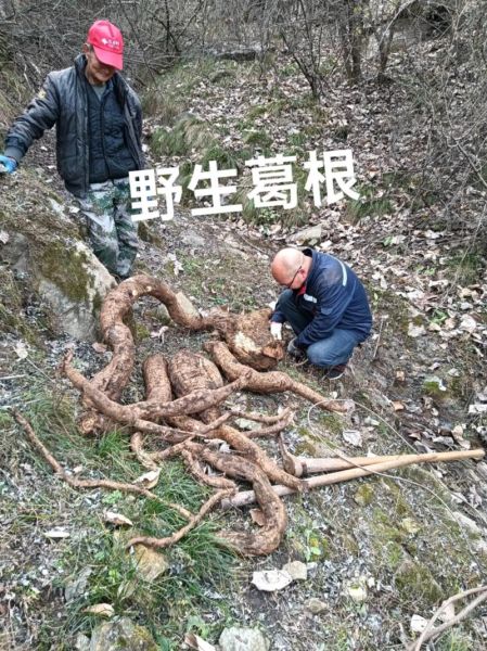 野生葛根有几种图片_如何辨别真假葛根-第1张图片-山城妙识