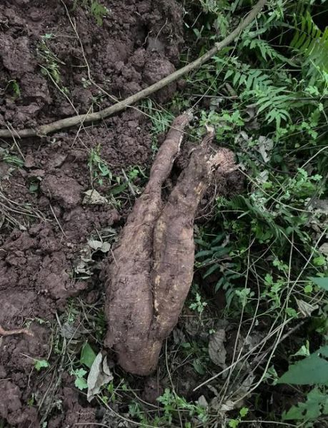 野生葛根有几种图片_如何辨别真假葛根-第2张图片-山城妙识