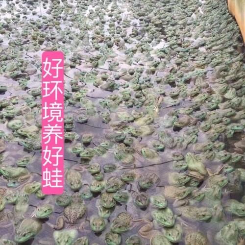 田鸡养殖基地怎么选_田鸡养殖基地投资多少钱-第2张图片-山城妙识