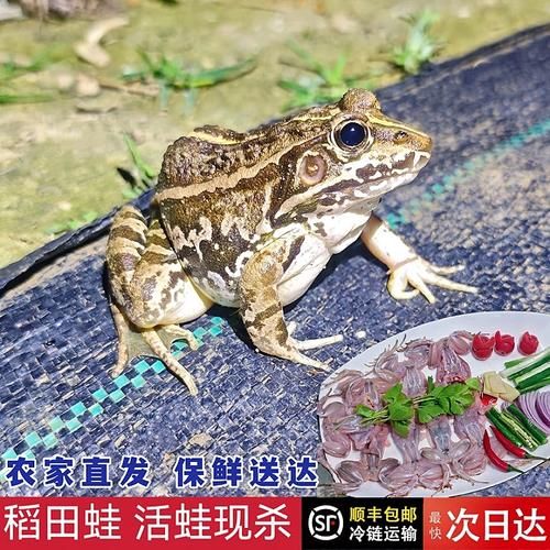 田鸡养殖基地怎么选_田鸡养殖基地投资多少钱-第3张图片-山城妙识