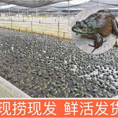 田鸡养殖基地怎么选_田鸡养殖基地投资多少钱-第1张图片-山城妙识