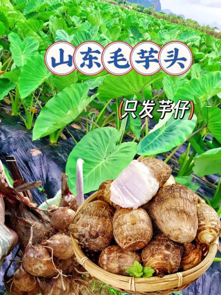 毛芋头怎么做好吃又简单_毛芋头最简单的家常做法-第2张图片-山城妙识