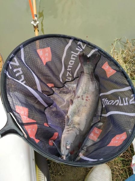 鮰鱼是什么鱼_鮰鱼多少钱一斤-第2张图片-山城妙识